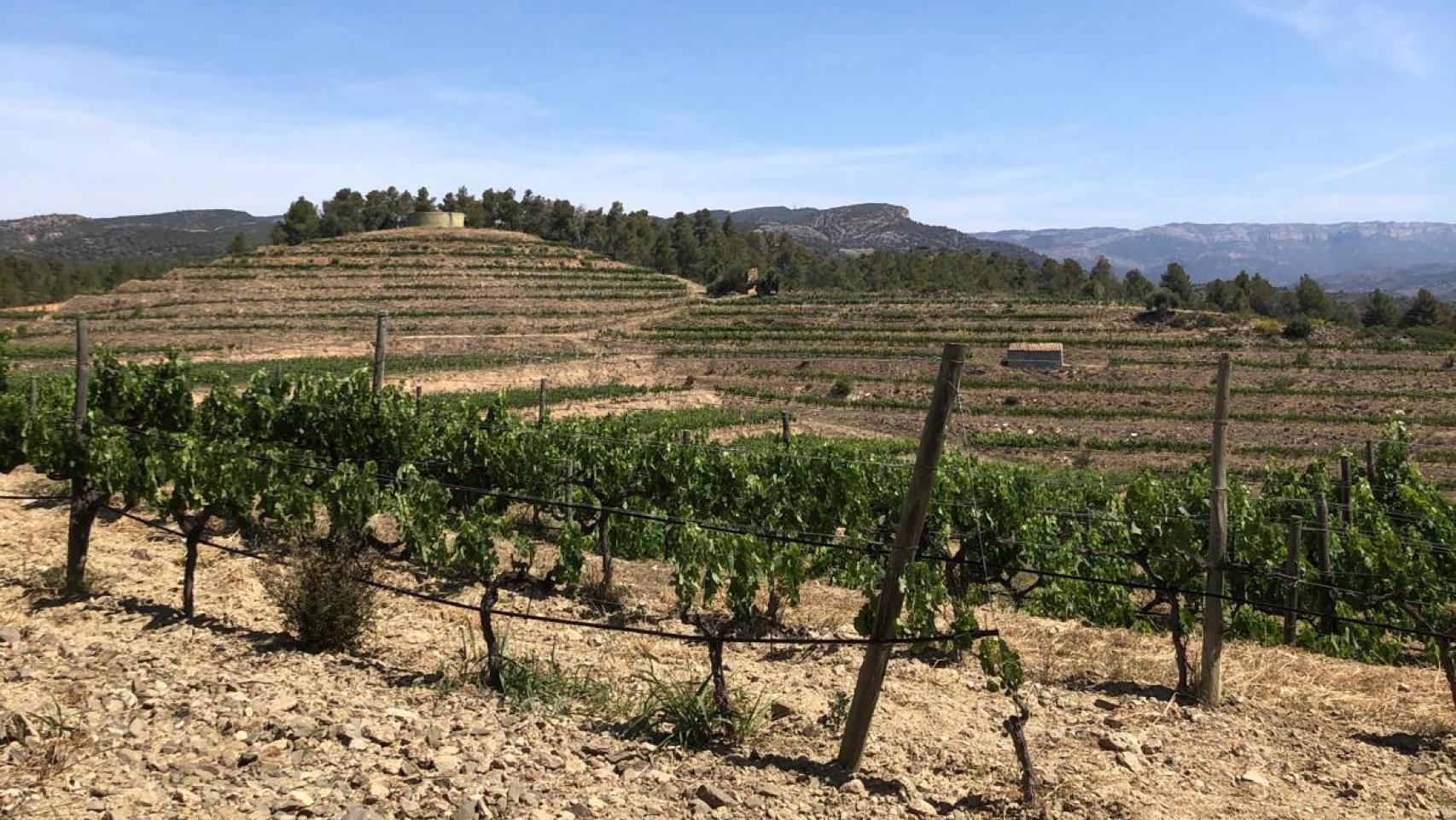 Formiga, el vino catalán creado por un farmacéutico que se sirvió en la ...