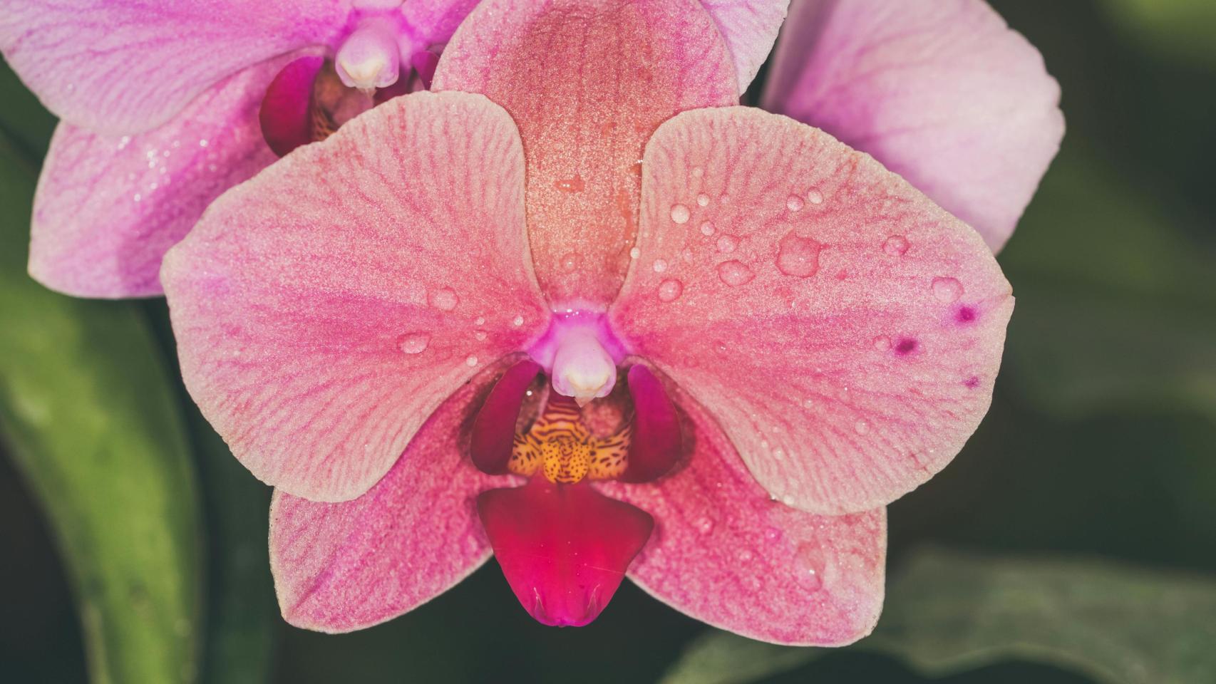El nombre griego de niña que tiene todas las vocales: solo lo llevan 14 ...