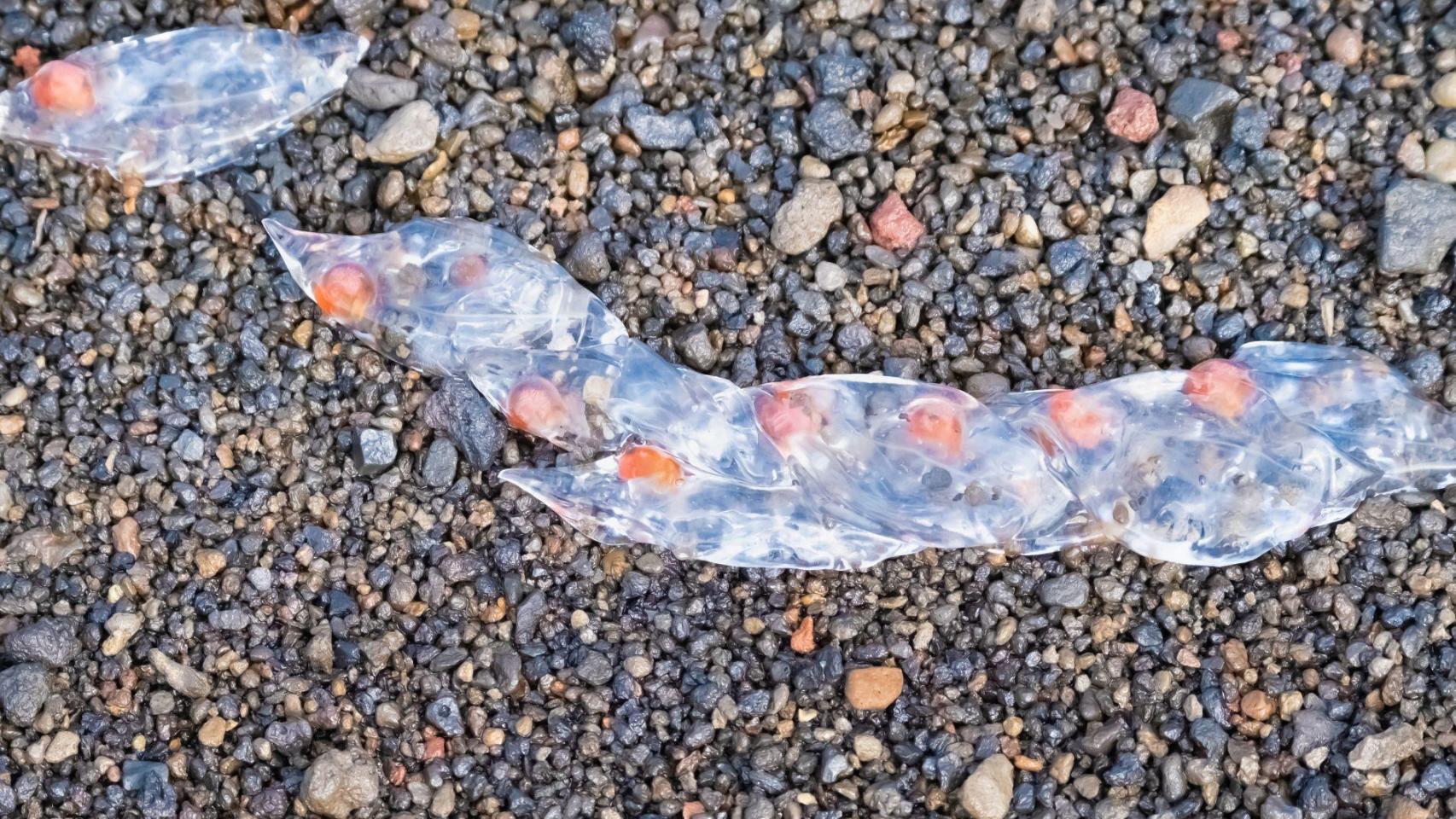 Ni medusas ni algas: esta es la plaga que azota las playas catalanas