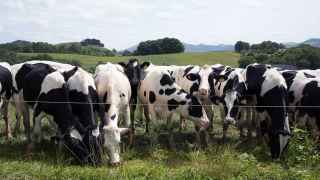 Iparlat, la empresa de lácteos de Urnieta que ensaya el uso de proteína ...