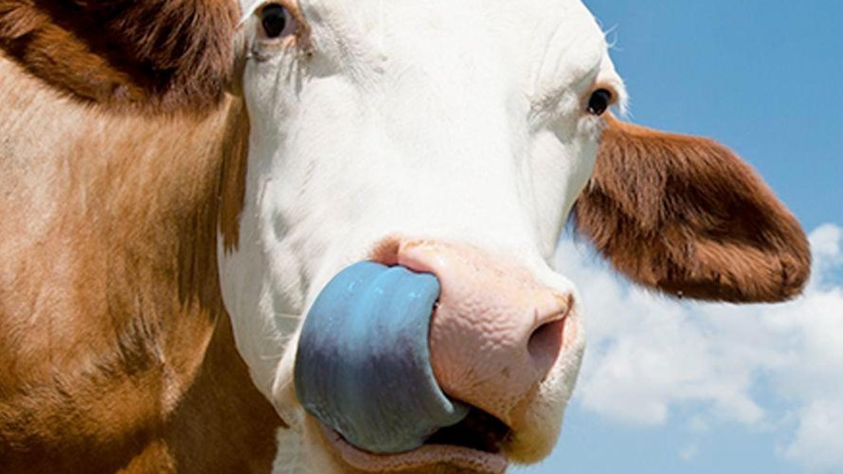 ¿Qué es la enfermedad de la ‘lengua azul’?: Euskadi sobrevive e intensifica la prevención