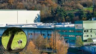 Iparlat, la empresa de lácteos de Urnieta que ensaya el uso de proteína ...