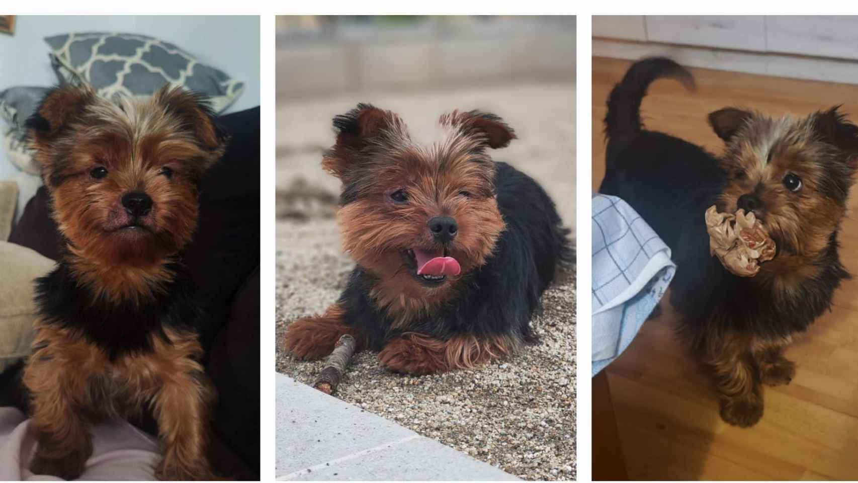 Dos perros matan a un yorkshire y a un chihuahua en un parque en Nou Barris