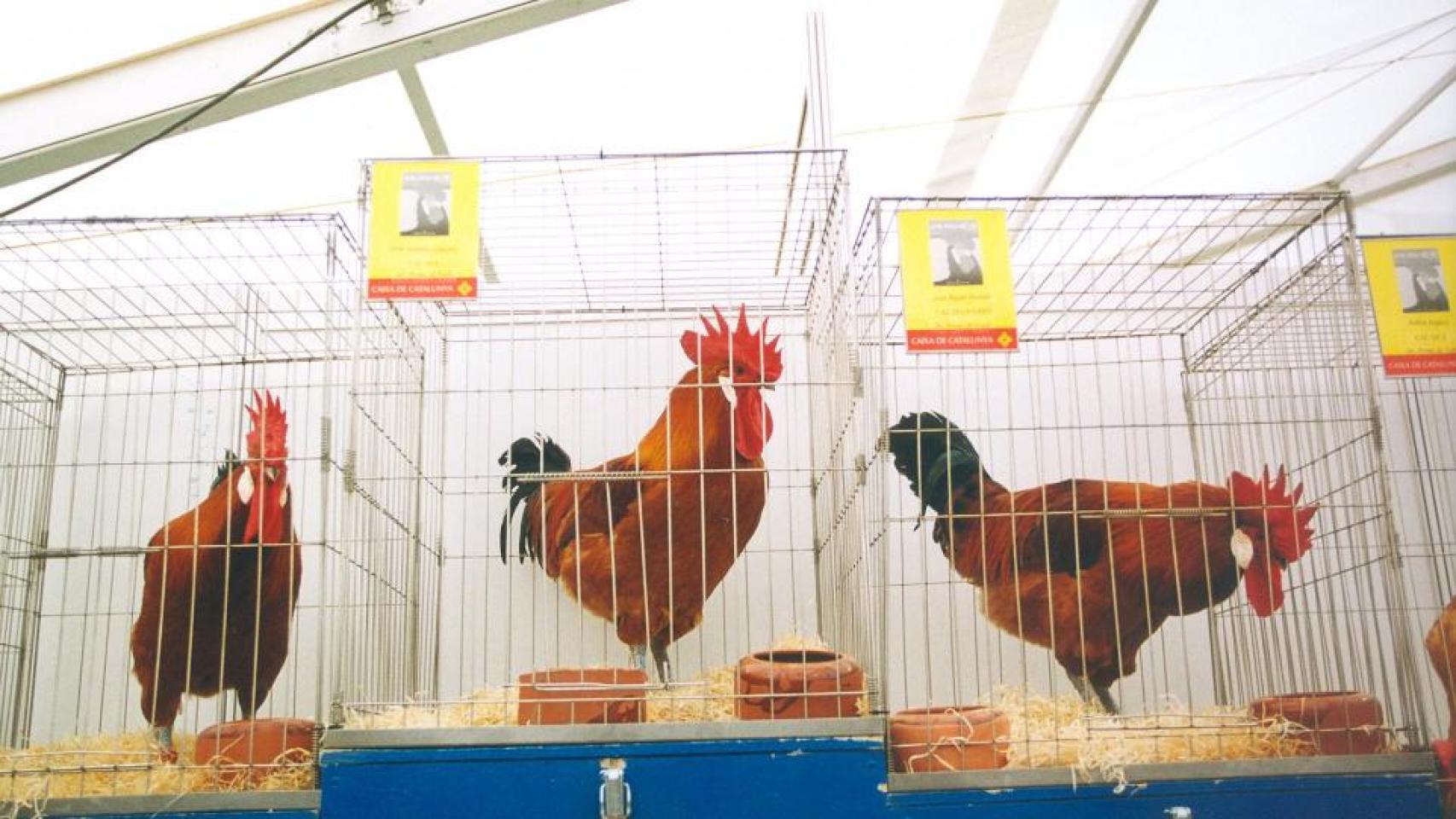 De El Prat a Argentina y Uruguay: el pollo Pota Blava, la joya avícola ...