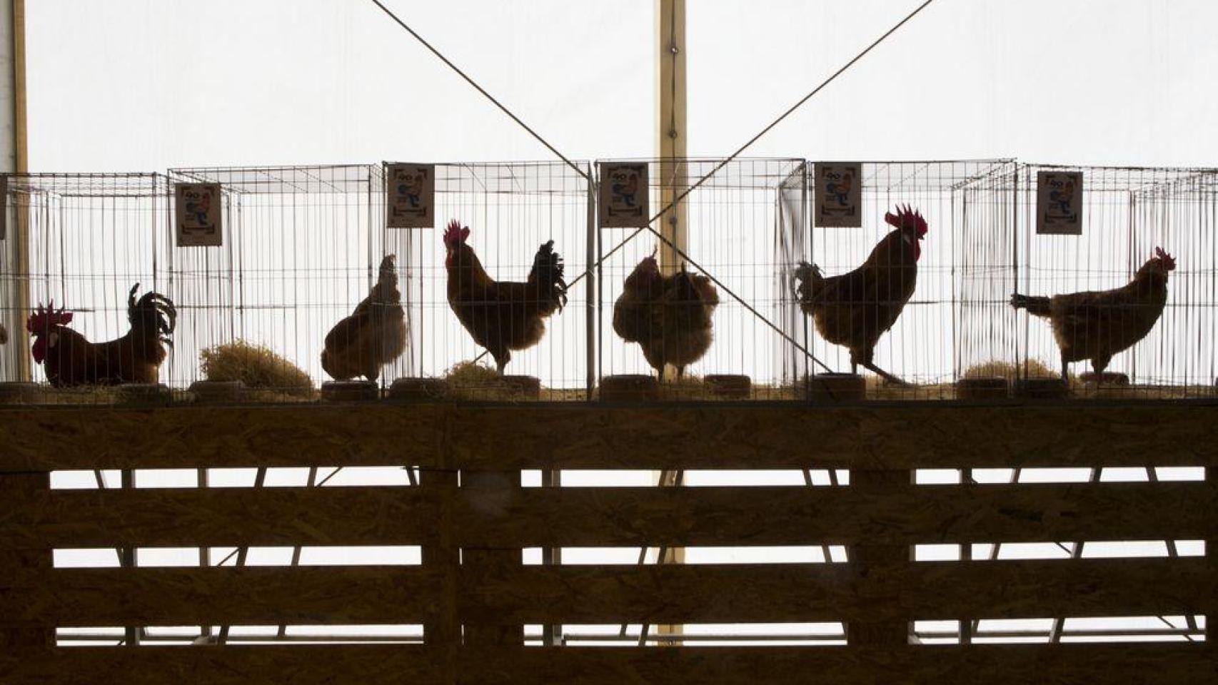 De El Prat a Argentina y Uruguay: el pollo Pota Blava, la joya avícola ...