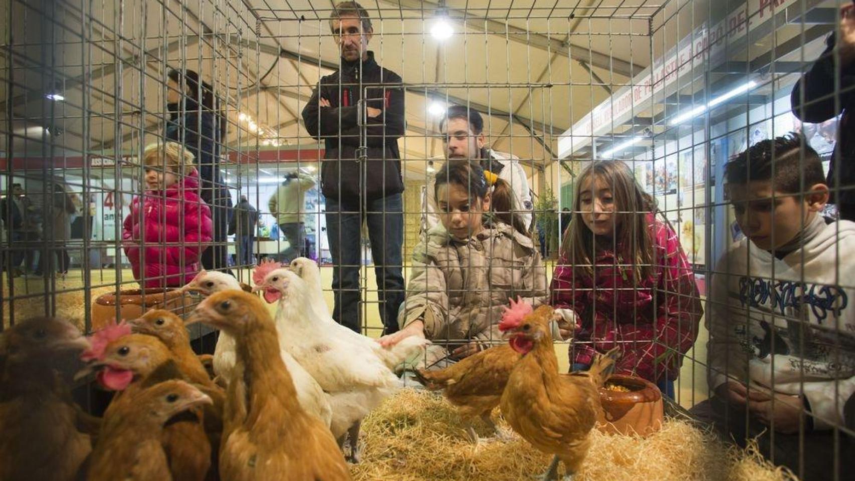 De El Prat a Argentina y Uruguay: el pollo Pota Blava, la joya avícola ...